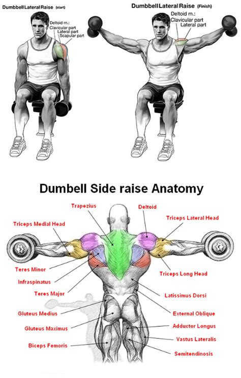 Image result for Side Lateral Raises Form