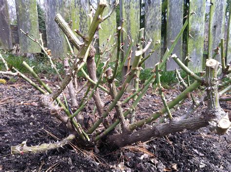 Image result for Pruning Knockout Roses for Spring