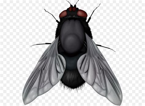 Image result for Fly Transparent Background
