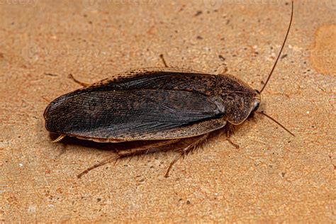 Image result for Big Cockroach