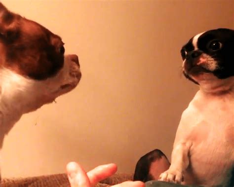 Image result for Do Dat Look Real