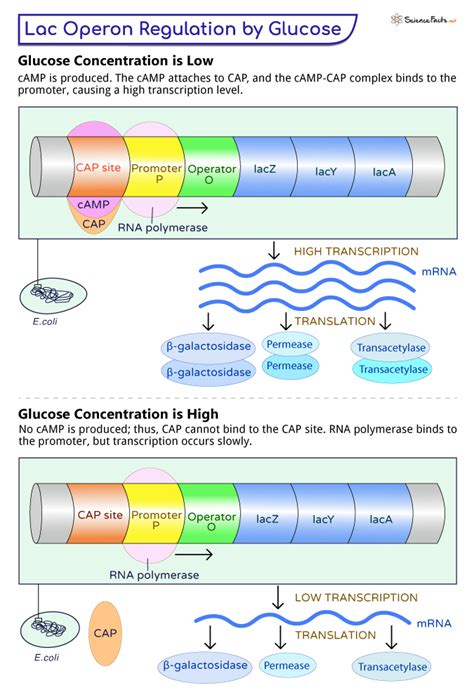 Image result for Lac Operon