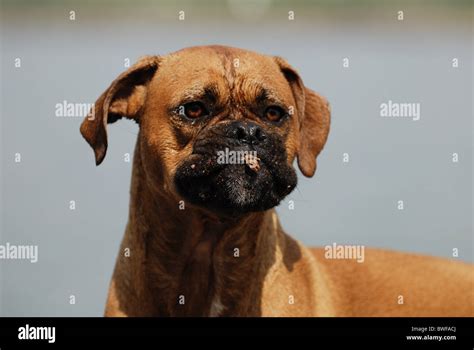 Image result for German Boxer