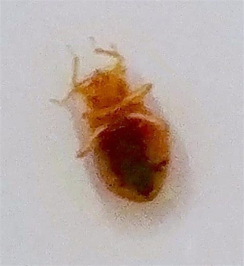 Image result for Bed Bug Identification