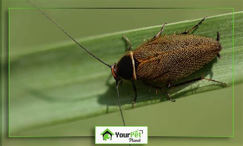 Image result for Pet Cockroach