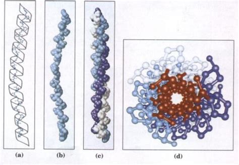 Image result for Collagen Function