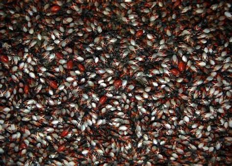 Image result for Cockroach Fly