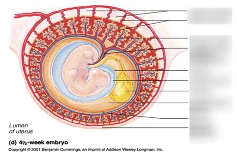 Image result for 4 Week Embryo