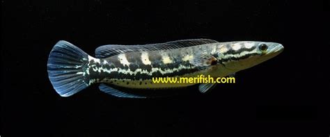 Image result for Red Line Snakehead Fish