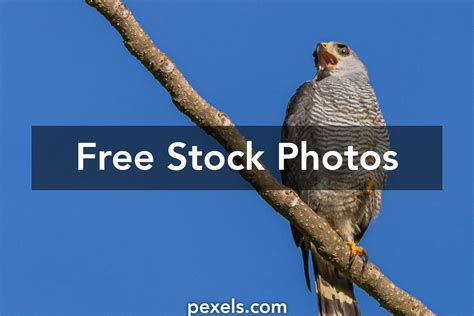 Image result for Falcon Milenium Box