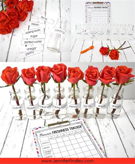 Image result for Spring Experiment