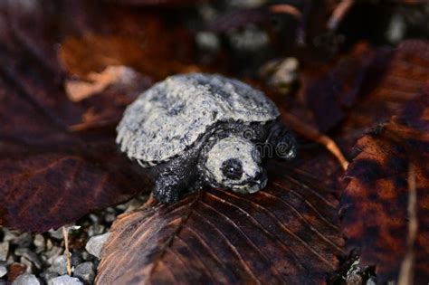 Image result for Cute Snapping Turtle