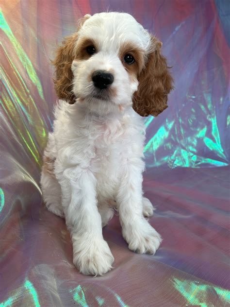 Image result for Red and White Cockapoo