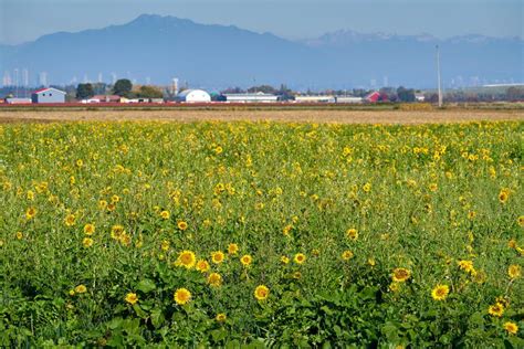 Image result for Bioethanol Refineries