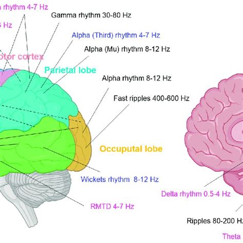 Image result for Innate Rhythmic Movements