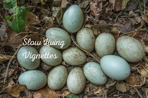 Image result for Brooding Ducks