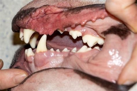 Image result for Normal Dog Gum Color