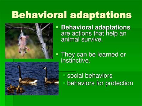 Image result for Behavior Adaptation
