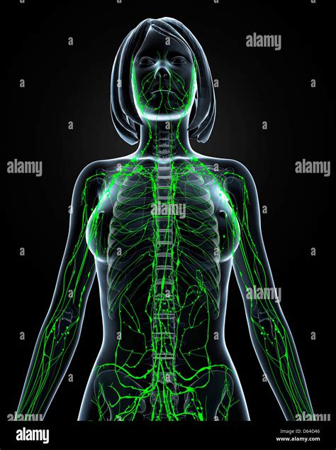 Image result for Female Lymphatic System