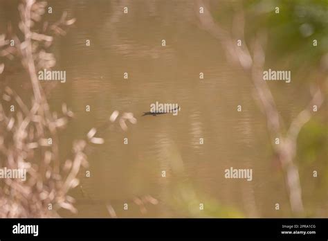 Image result for Red Ear Slider Turtle