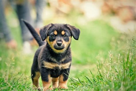 Image result for Normal Dog List