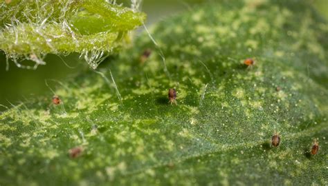 Image result for Spider Mite Control