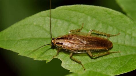 Image result for German Cockroach