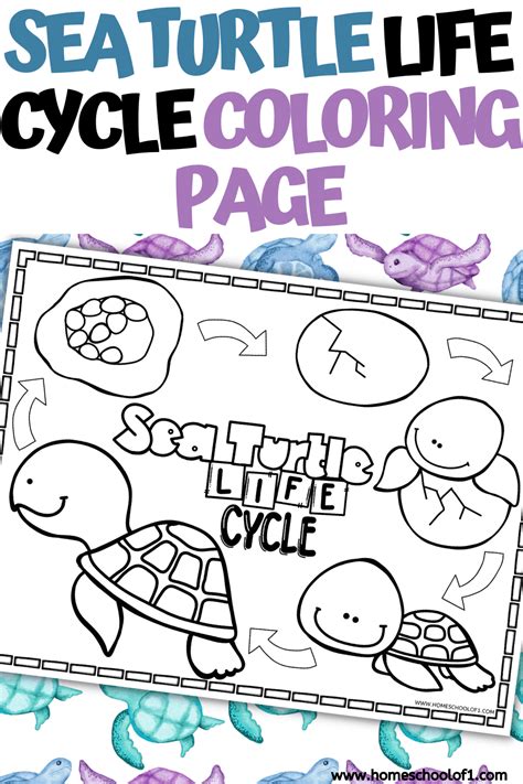 Image result for Turtle Life Cycle Coloring Sheets