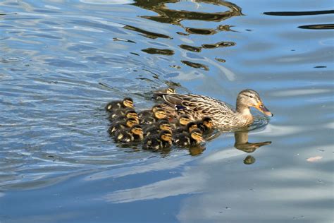 Image result for Spring Ducklings