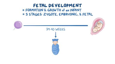 Image result for Fetal Development