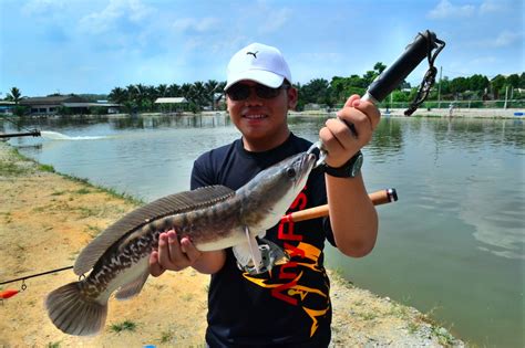 Image result for Snakehead Fish Hunting