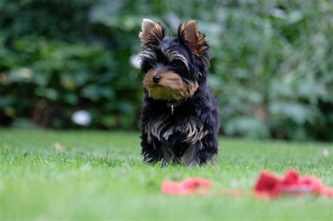 23 Most Beautiful Dog Breeds In The World (With Pictures)