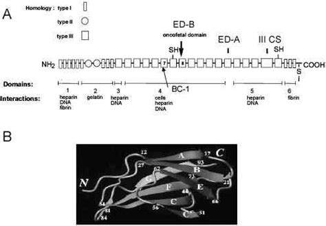 Image result for Fibronectin Domain Structure