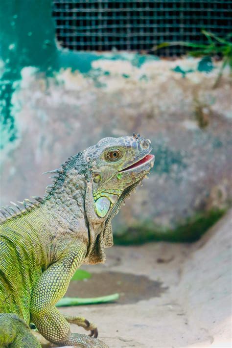 Image result for Lizard Face