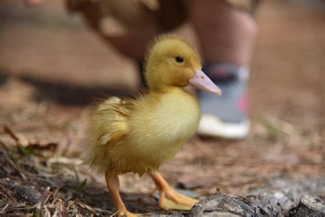 Image result for Duckling Front View