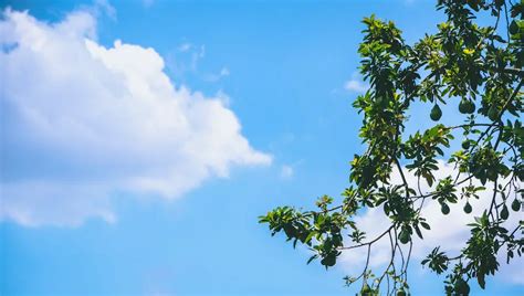 Image result for Self-Pollinating Avocado Tree