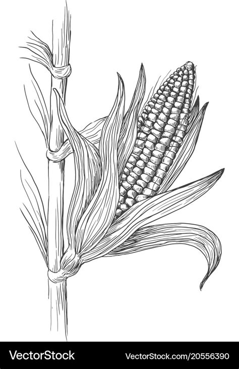 Corn grain stalk sketch Royalty Free Vector Image