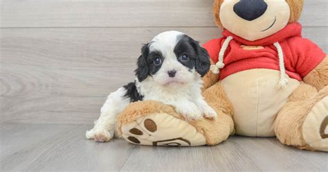 Image result for Cavapoo All White