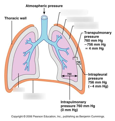 Image result for Intrapulmonary Air Space