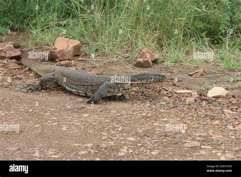 Image result for Water Monitor Lizard