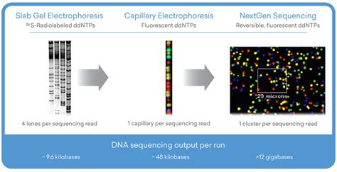 Image result for Sanger Method of Sequencing
