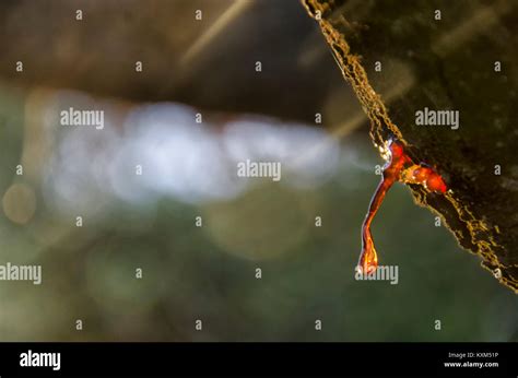 Image result for Cherry Tree Rust