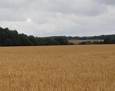 Image result for Oatsy 40 Oatsy40