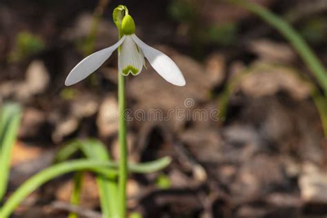 Image result for Snowdrop Early Spring Flowers