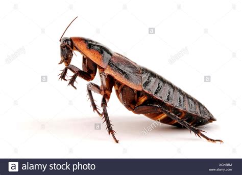 Image result for Cockroach Side View