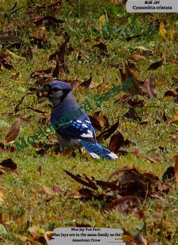 Image result for Blue Mockingjay