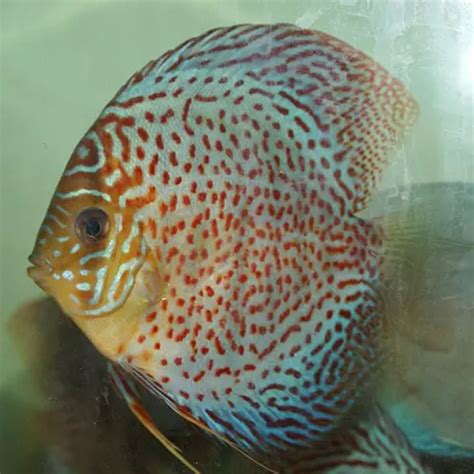 Image result for Peppered Discus