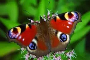 Image result for Cricket Insect Communication