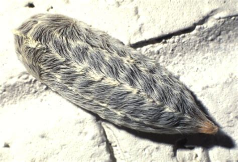 Image result for ASP Insect