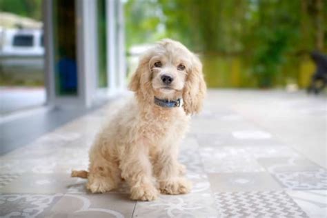 Image result for Cockapoo Breeders